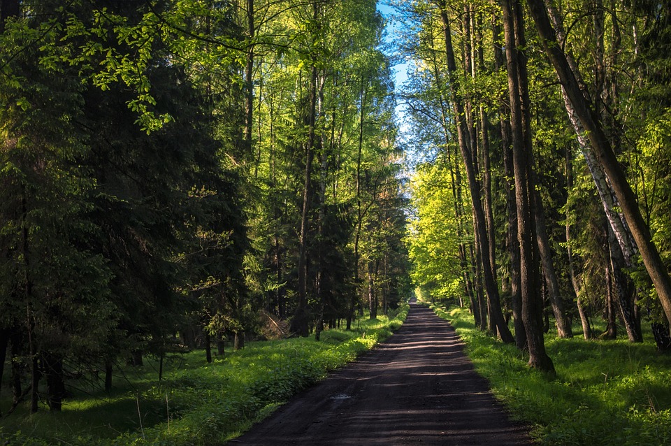 Forest The Path Trees - Free photo on Pixabay - Pixabay