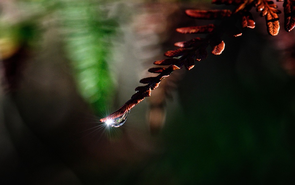 Water Regendruppel Regen - Gratis foto op Pixabay - Pixabay
