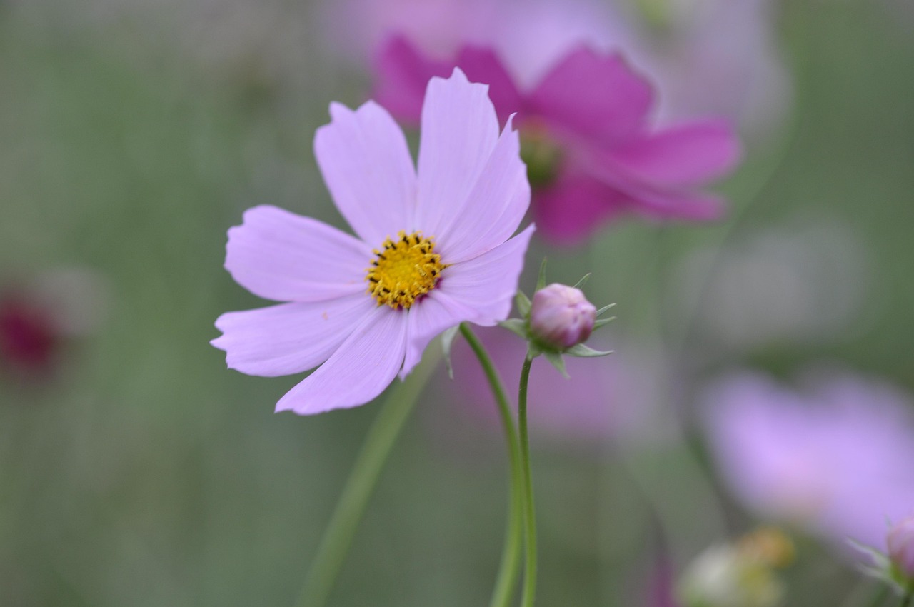 Cosmos Plant - Free photo on Pixabay