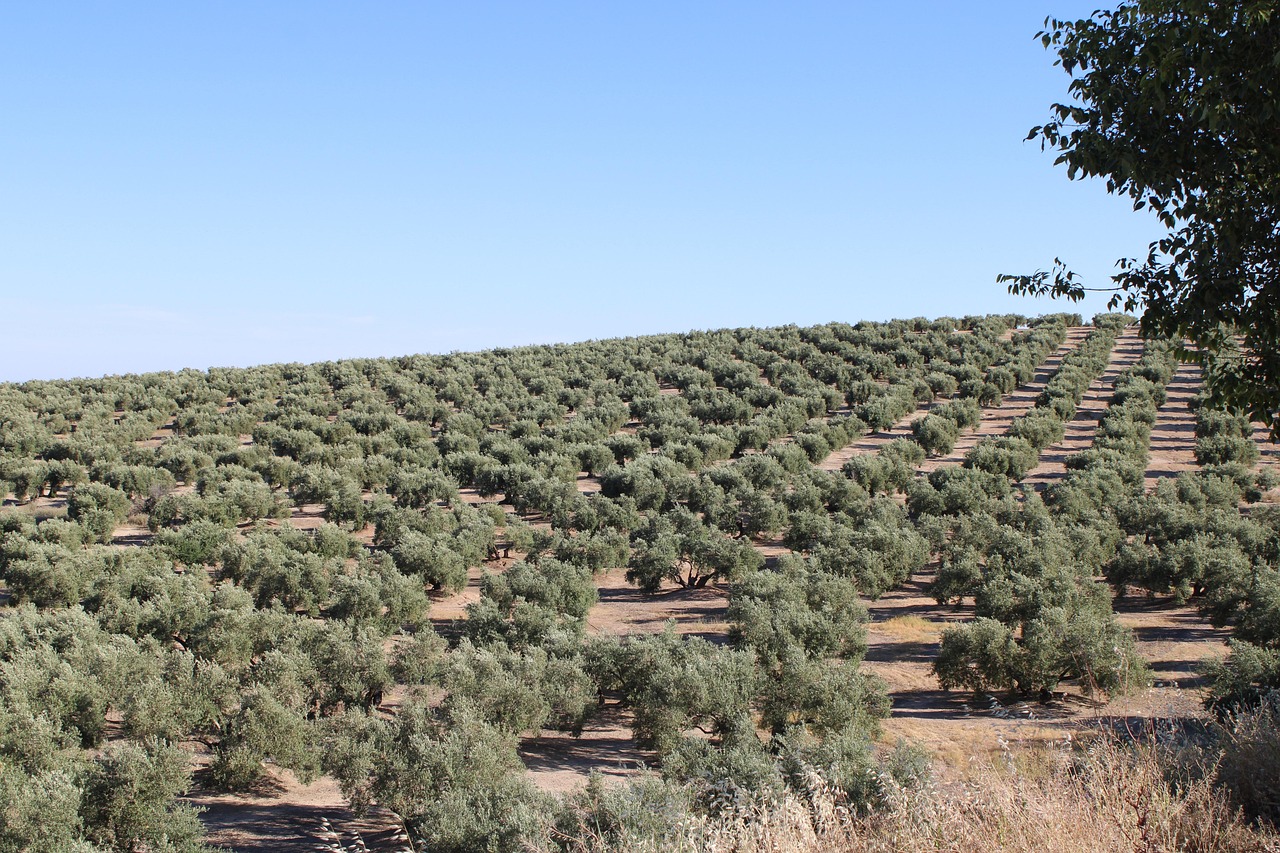 Olive Groves Olives Martos - Free photo on Pixabay - Pixabay