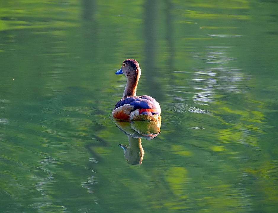 Juvenile Bird Swimming Wild - Free photo on Pixabay - Pixabay