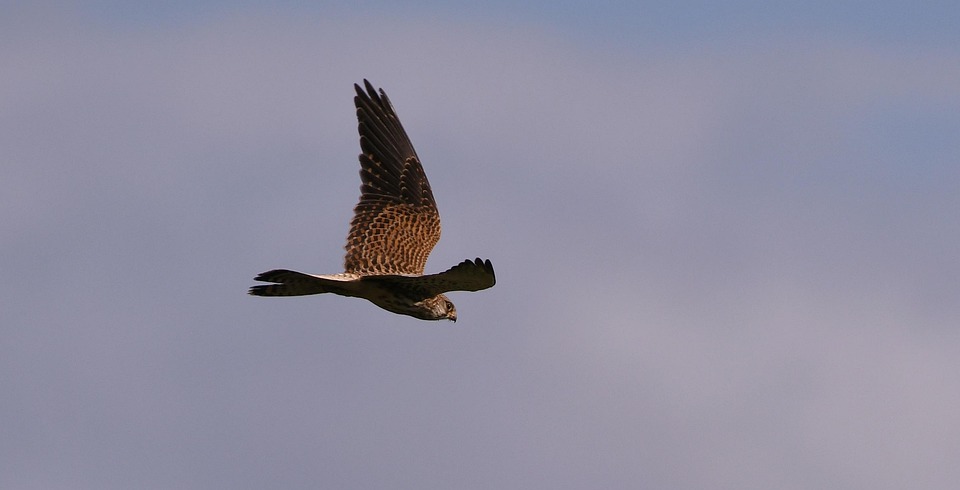 Valk Oiseau De Proie Ailes - Photo gratuite sur Pixabay - Pixabay