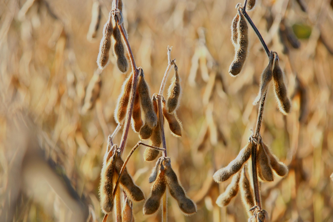 Soya Bean Harvest Soy Beans - Free photo on Pixabay