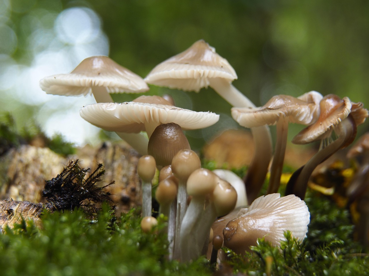 Automne Nature Champignons Sol De - Photo gratuite sur Pixabay - Pixabay