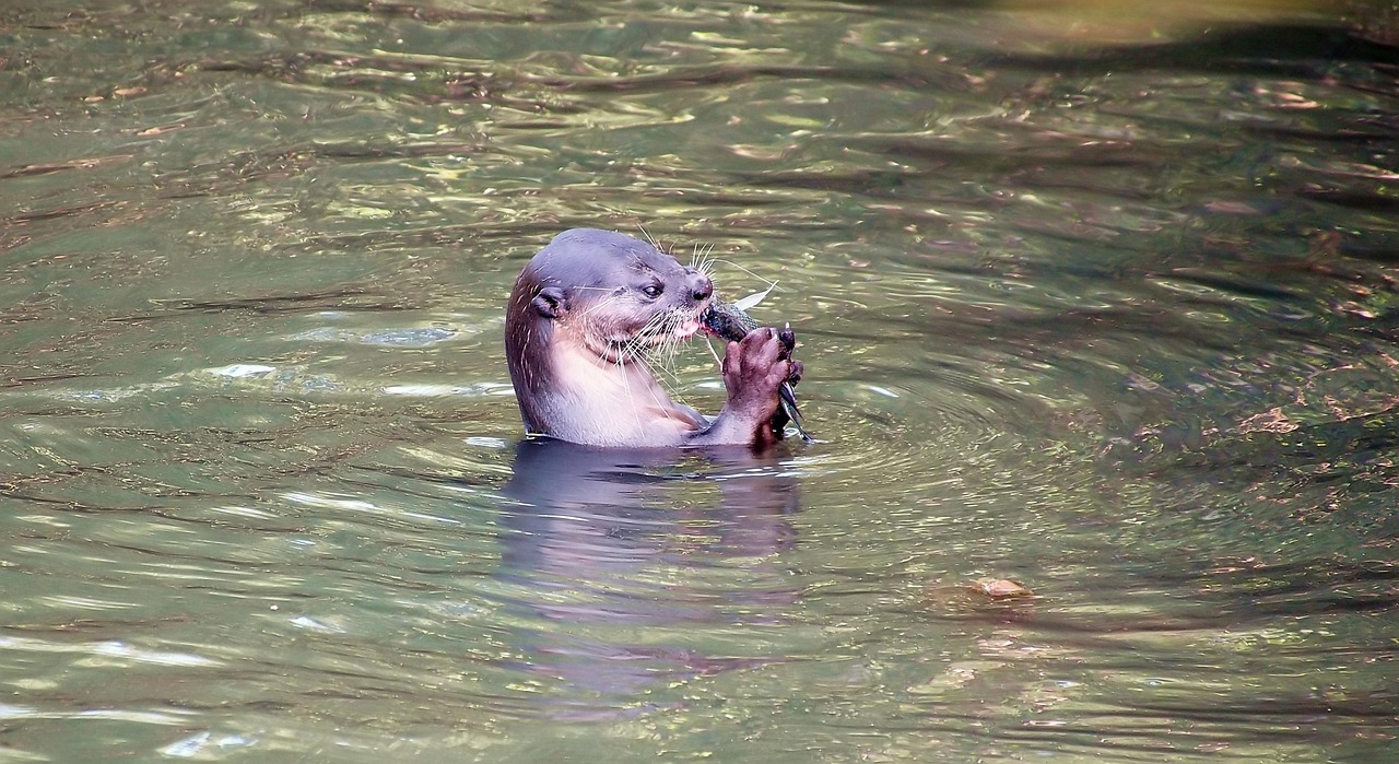 Otter Feeding On Fish Wild - Free photo on Pixabay - Pixabay