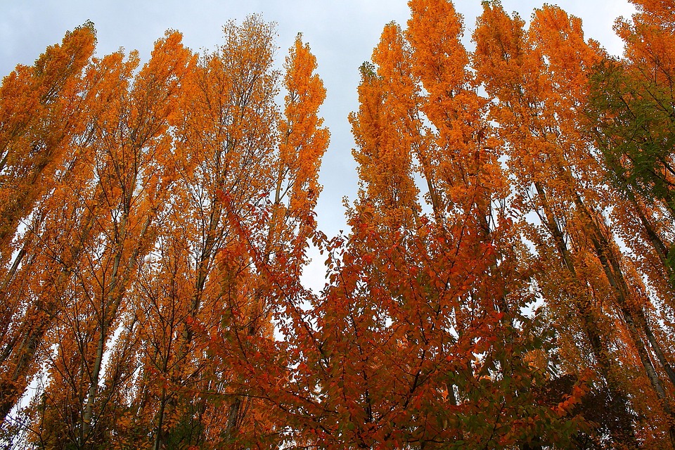 Autumn Colors Trees Fall - Free photo on Pixabay - Pixabay