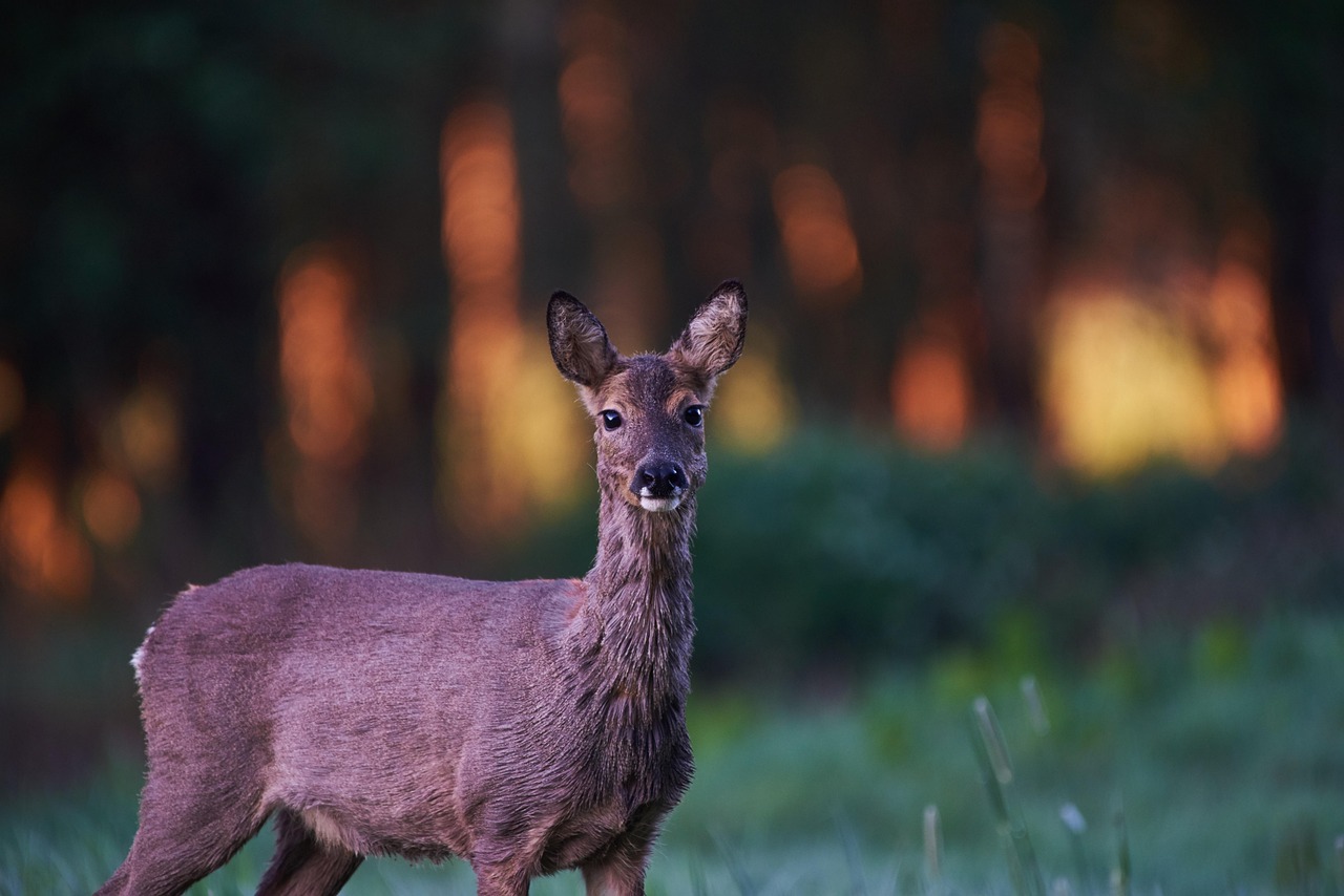 100+ kostenlose Rehkitz und Reh-Bilder - Pixabay