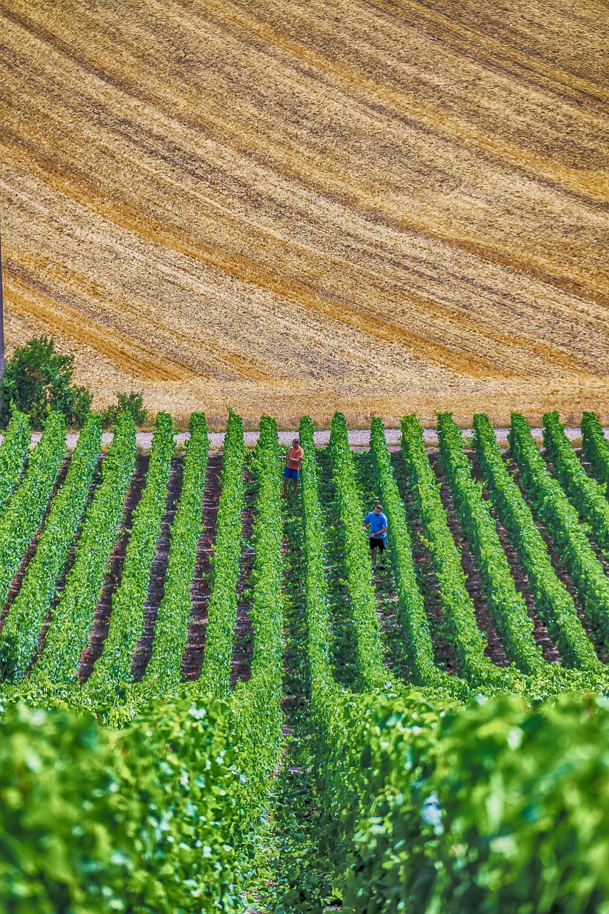 Vignes Champagne Vin - Photo gratuite sur Pixabay