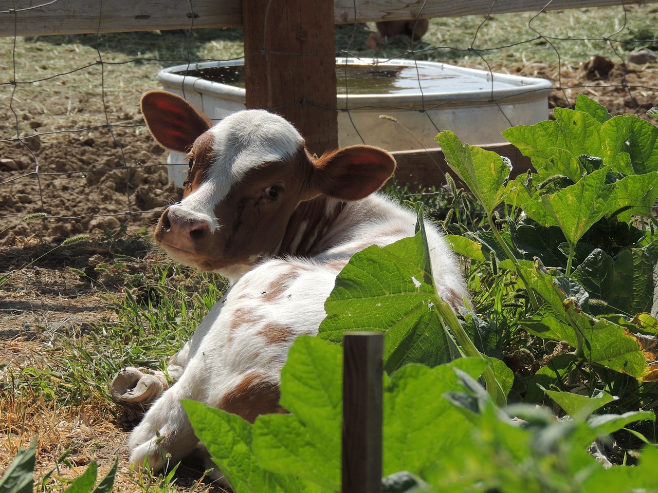 100+ Free Baby Cow & Calf Images - Pixabay