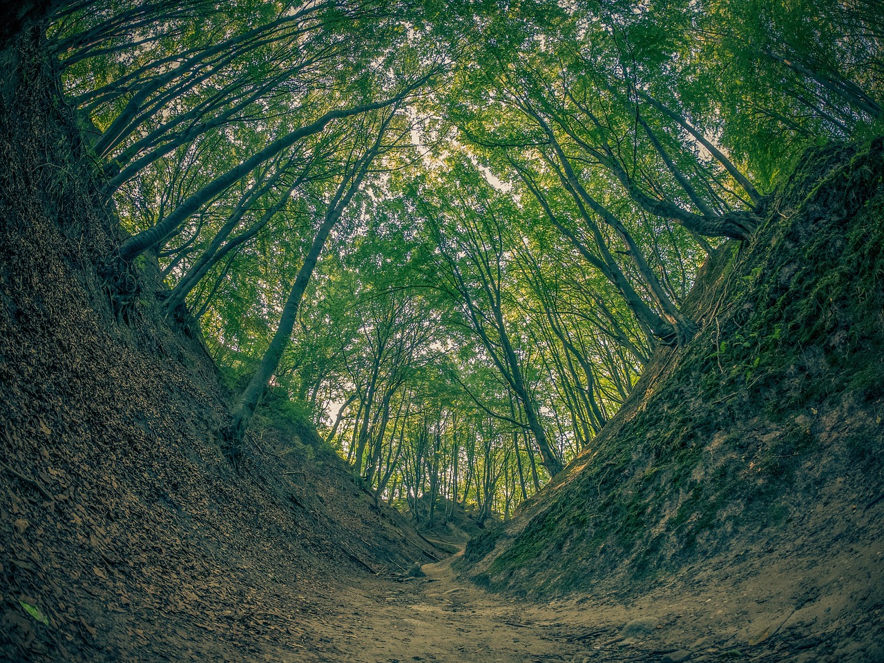 Gorge Forest Trees - Free photo on Pixabay - Pixabay