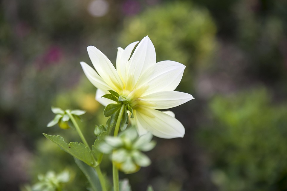 White Flower Bloom - Free photo on Pixabay - Pixabay