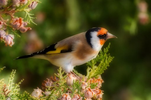 20+ Free European Goldfinch & Bird Images - Pixabay
