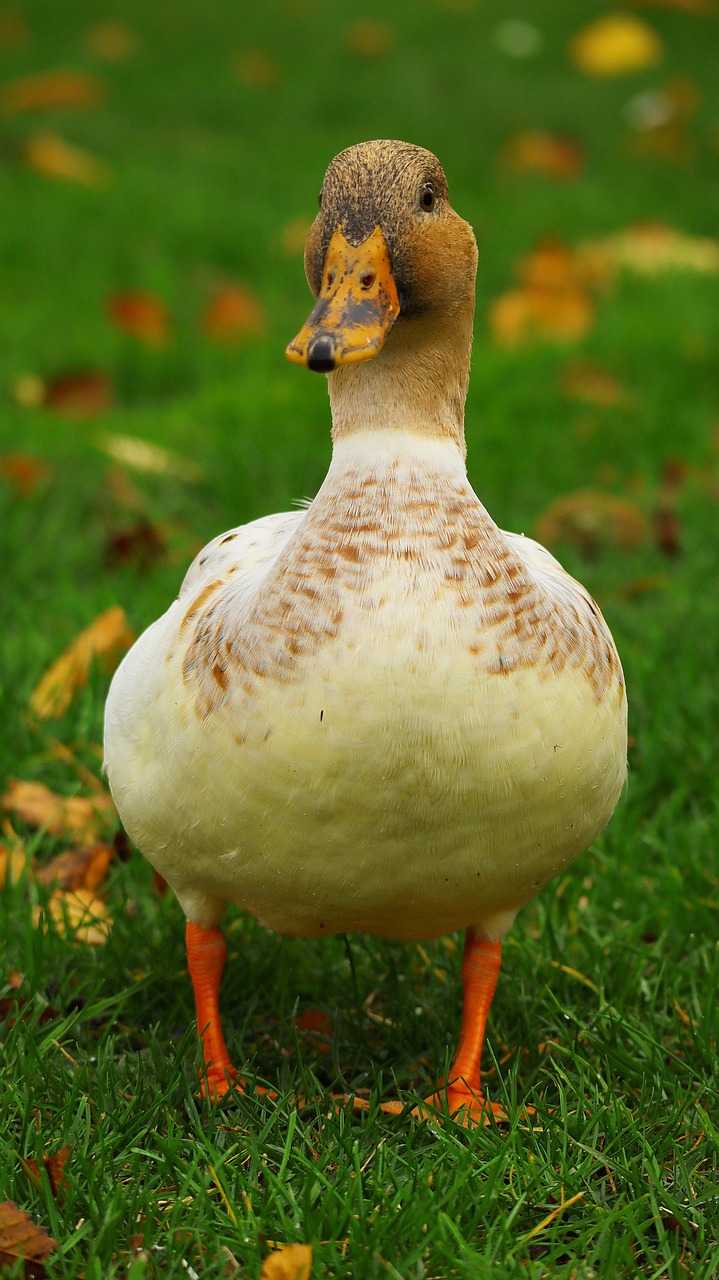 Pato Animal Natureza - Foto gratuita no Pixabay - Pixabay