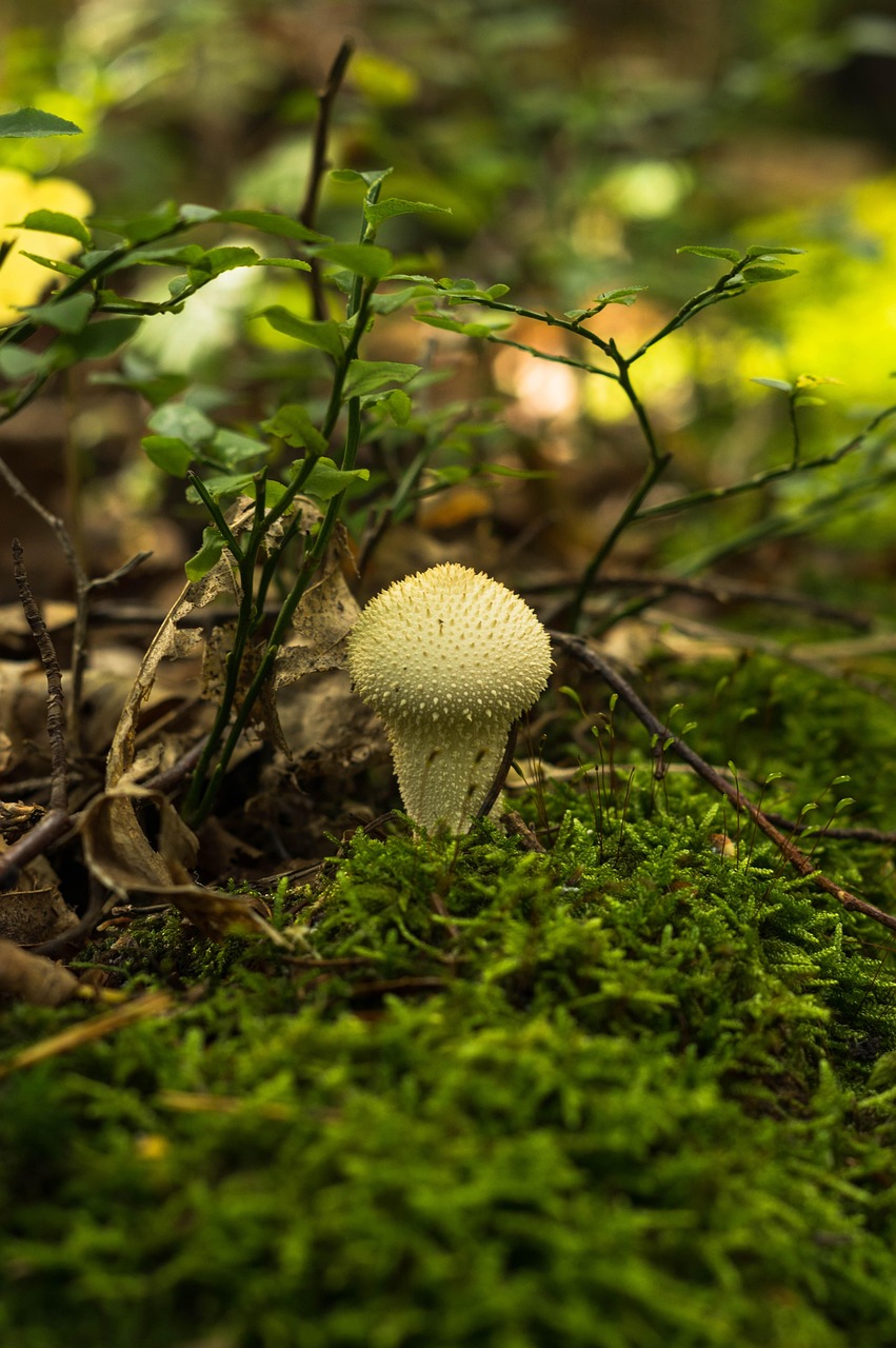 Champignon Nature Forêt - Photo gratuite sur Pixabay - Pixabay