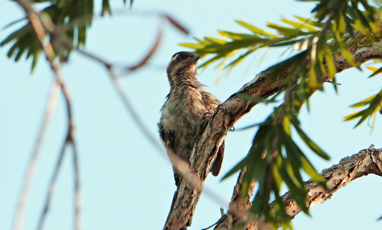 2+ Free Kutas Konia & Wild Images - Pixabay
