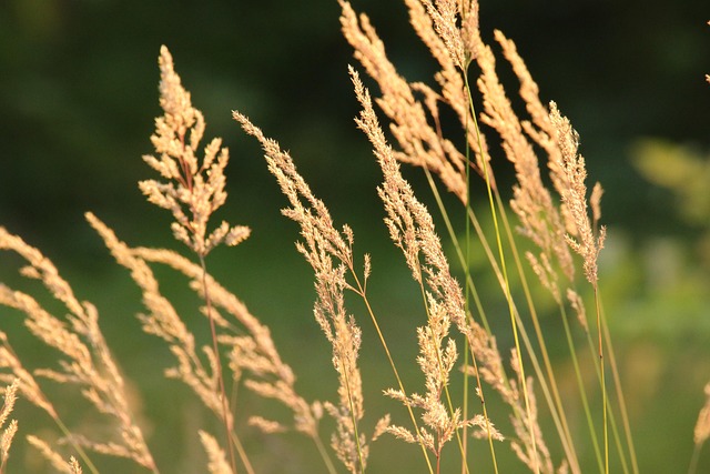 Reeds Sunset Gold - Free photo on Pixabay - Pixabay
