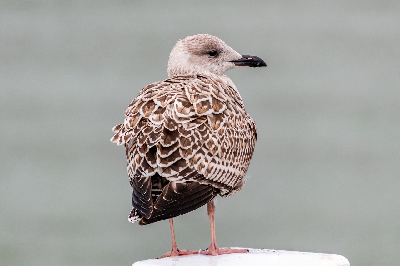 Mouette Oiseau Mer - Photo gratuite sur Pixabay
