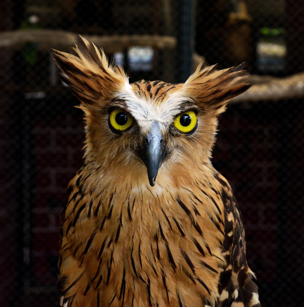 Hibou Oiseau Brown - Photo gratuite sur Pixabay