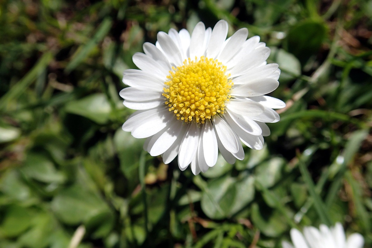 Daisy Summer Meadow - Free photo on Pixabay