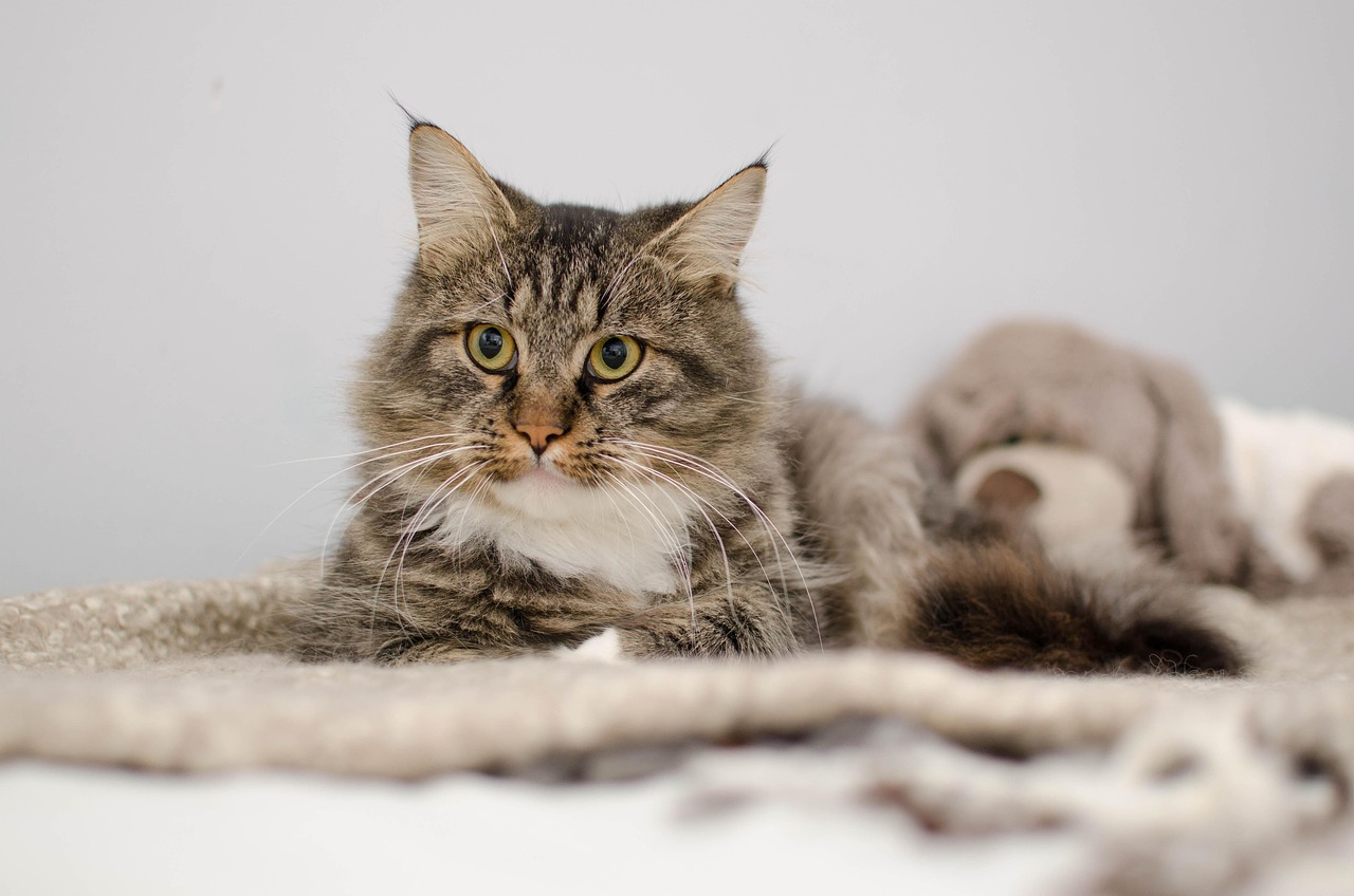 Kucing Berdarah Murni Bulu - Foto gratis di Pixabay - Pixabay