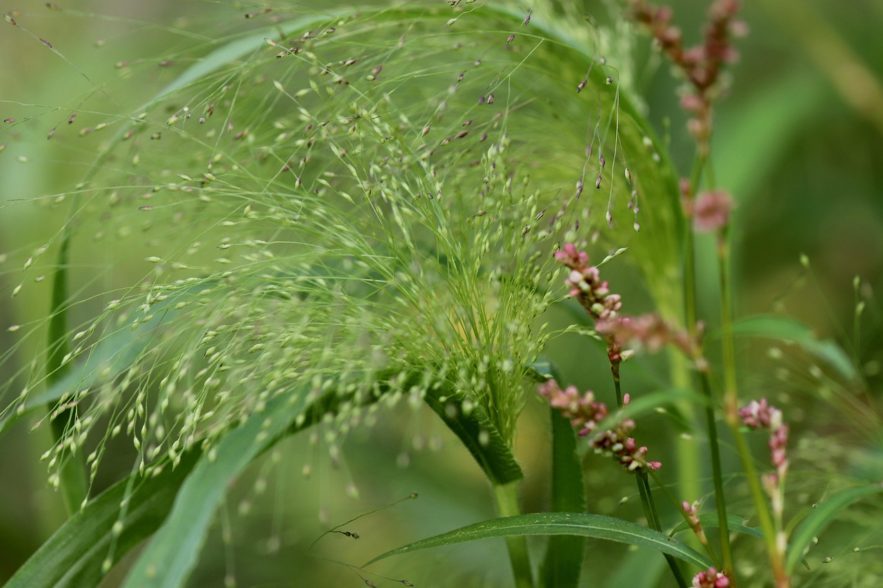 100+ Free Millets & Nature Images - Pixabay