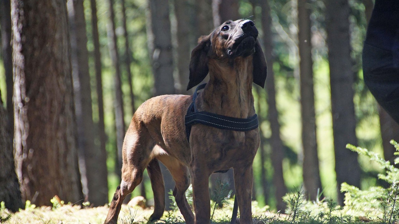 Hanovarian Dogs Hs Dog Hunting - Free photo on Pixabay
