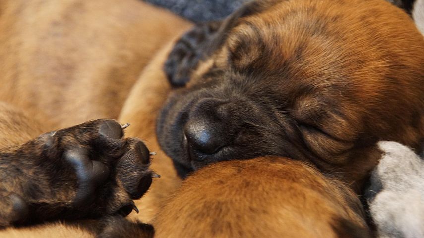 100+ kostenlose Hundebaby und Welpe-Bilder - Pixabay