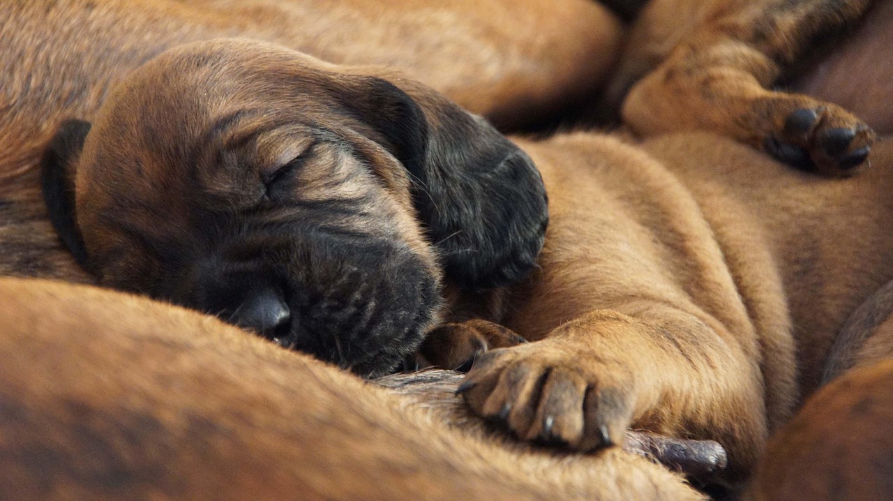100+ kostenlose Hundebaby und Haustier-Bilder - Pixabay