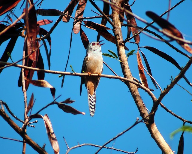 30,000+ Free Cuckoo Bird & Cuckoo Images - Pixabay