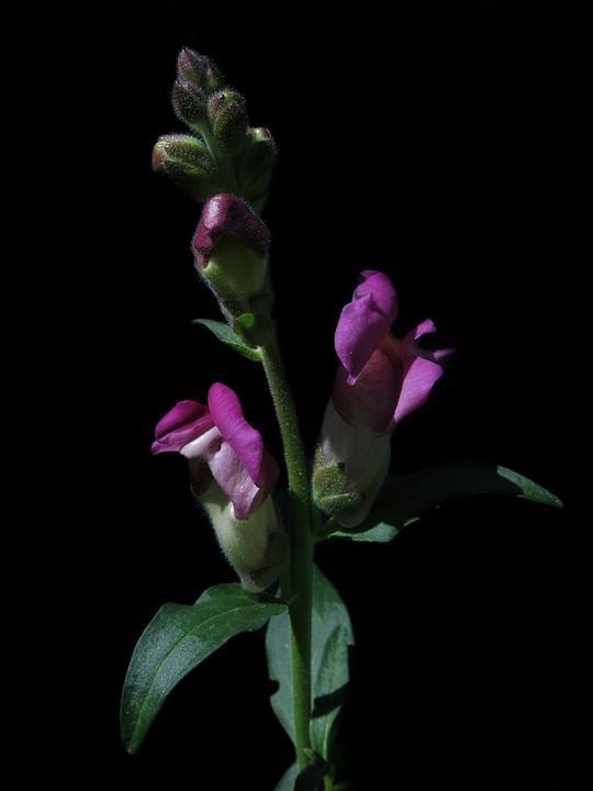 Gros Muflier Antirrhinum Majus - Photo gratuite sur Pixabay