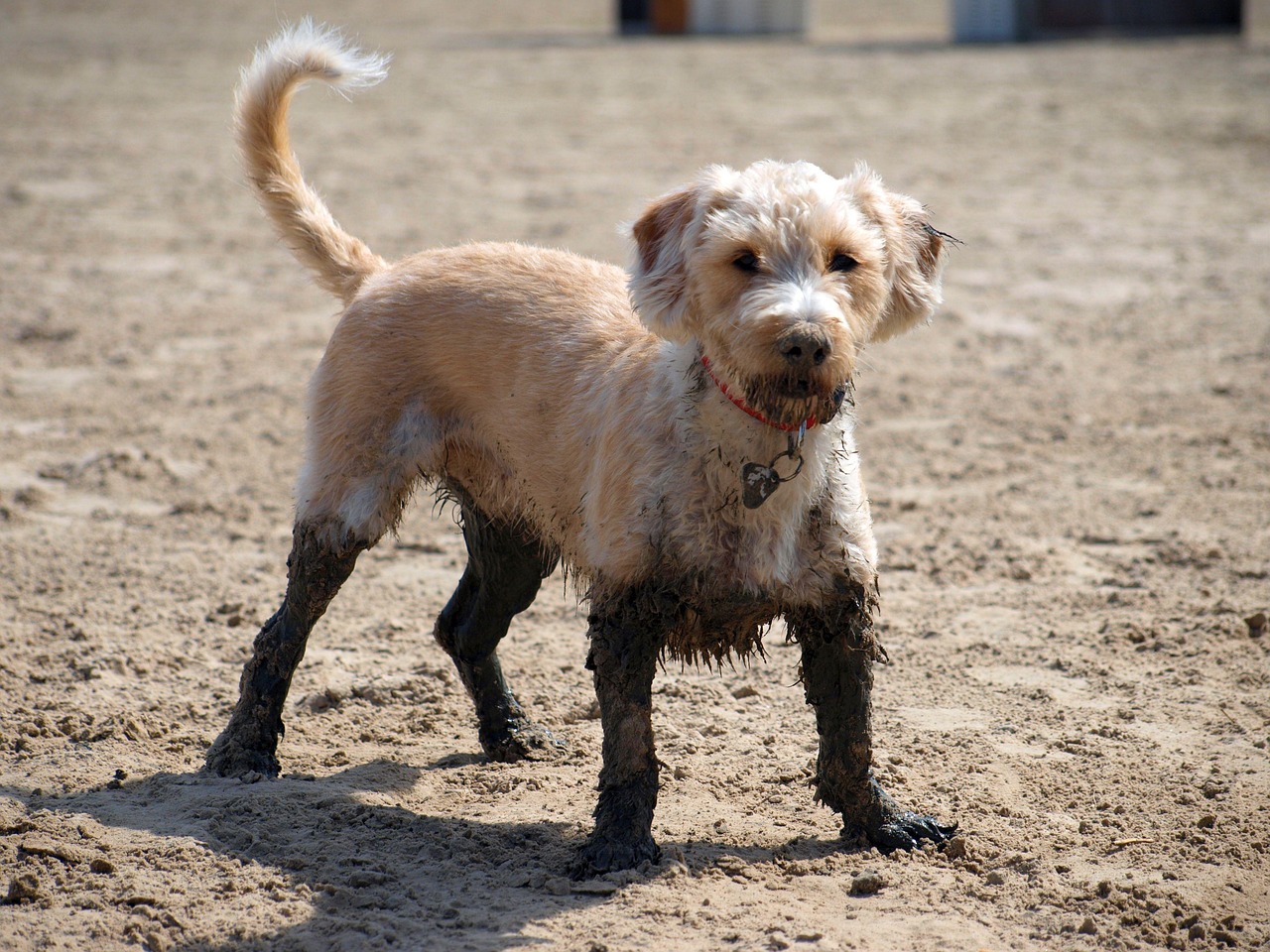 Dog Beach Mud - Free photo on Pixabay - Pixabay