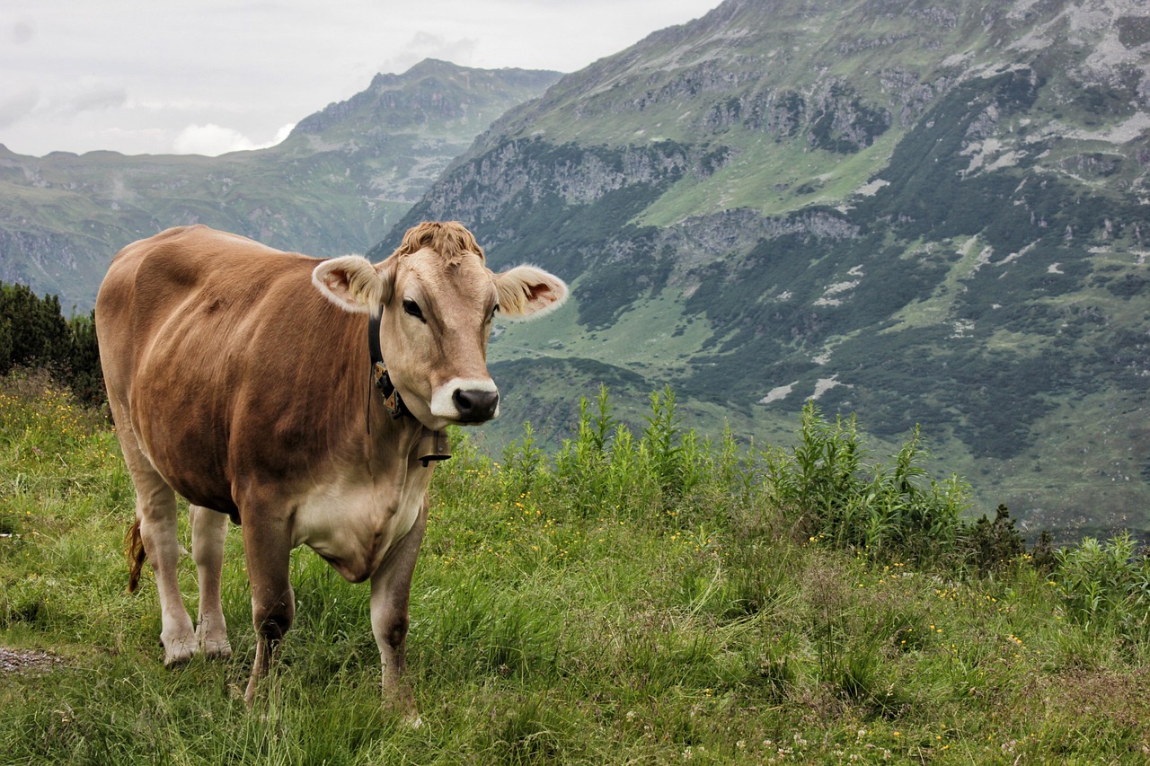 Vache Montagnes Relever - Photo gratuite sur Pixabay - Pixabay