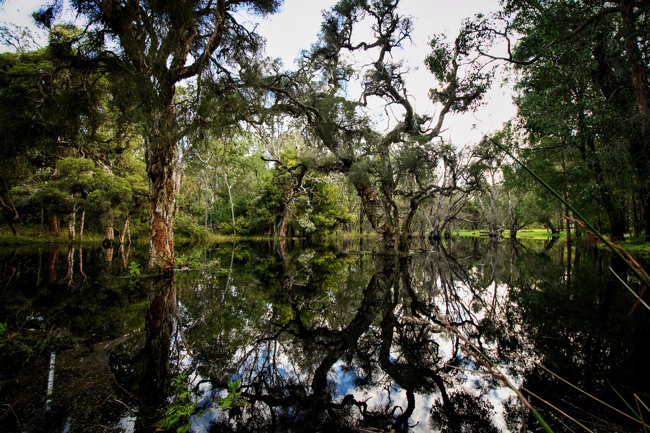 Wetland Swamp Paperbark - Free photo on Pixabay
