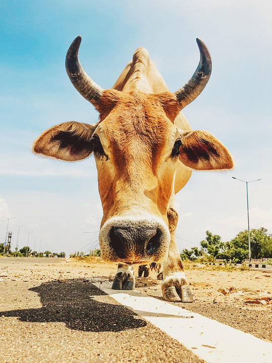 Cow Buffalo Bison - Free photo on Pixabay