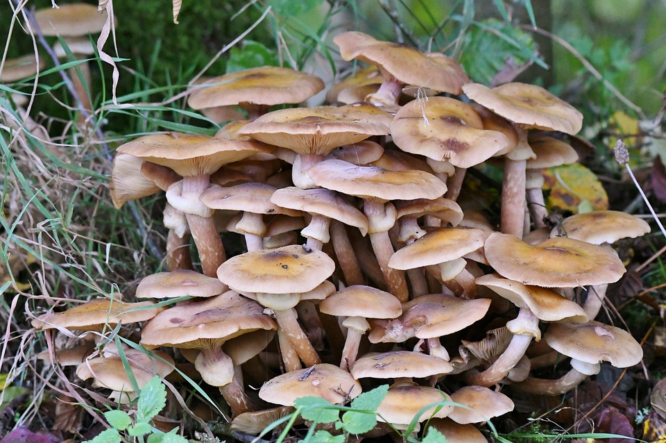 Mushrooms Autumn October - Free photo on Pixabay