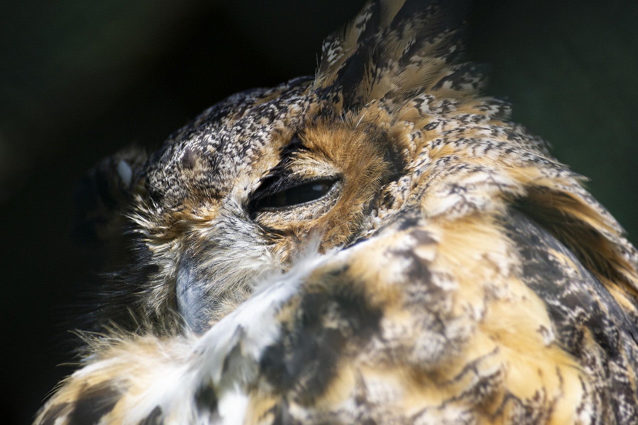 Animal Zoo Owl - Free photo on Pixabay - Pixabay