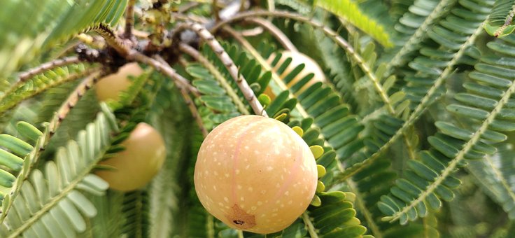 10+ Free Indian Gooseberry & Amla Photos