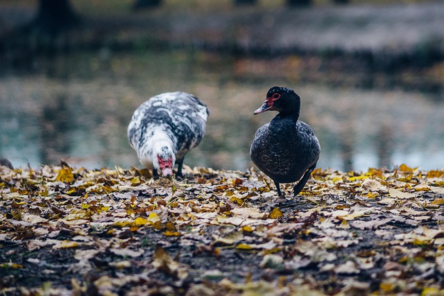 Duck Drake Autumn - Free photo on Pixabay