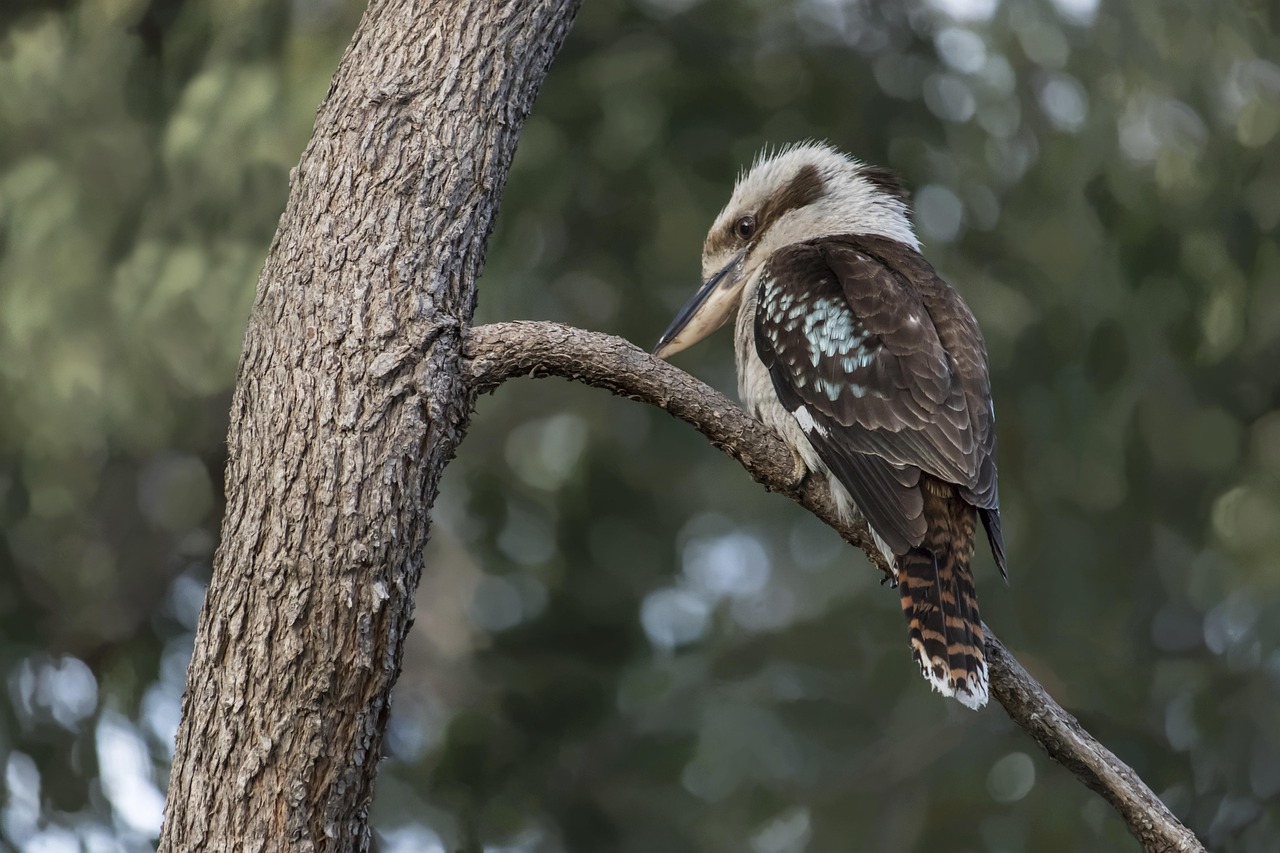 200+ Free Kookaburra & Nature Images - Pixabay