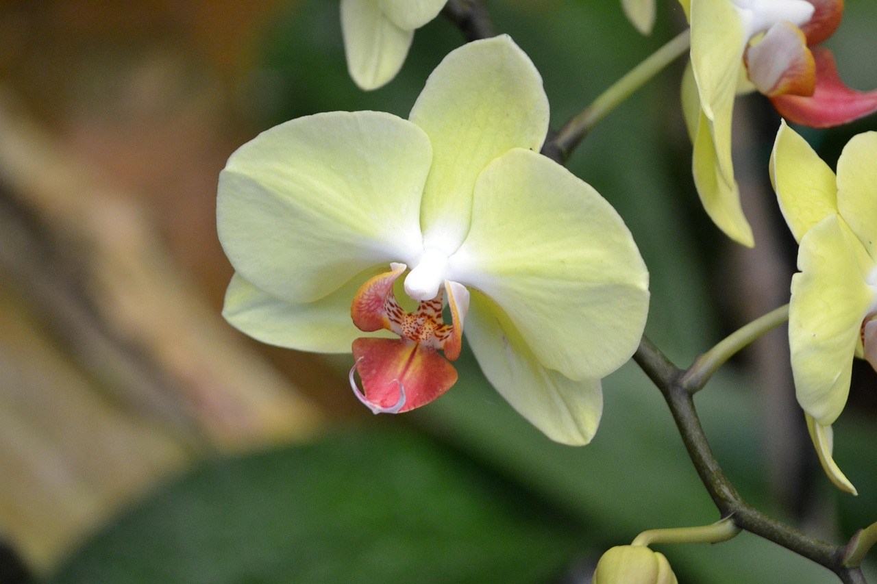 Orchidee Blume Pflanze - Kostenloses Foto auf Pixabay - Pixabay