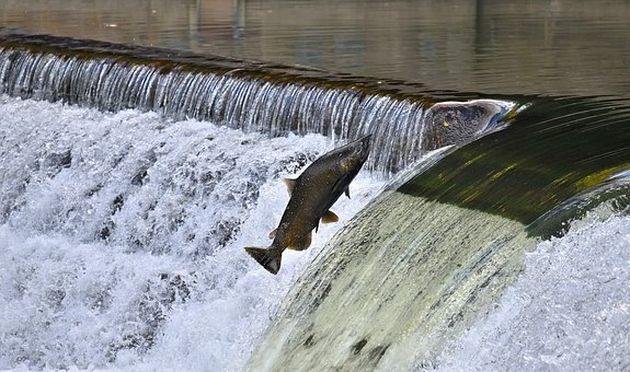 9+ Free Salmon Jumping & Salmon Images - Pixabay
