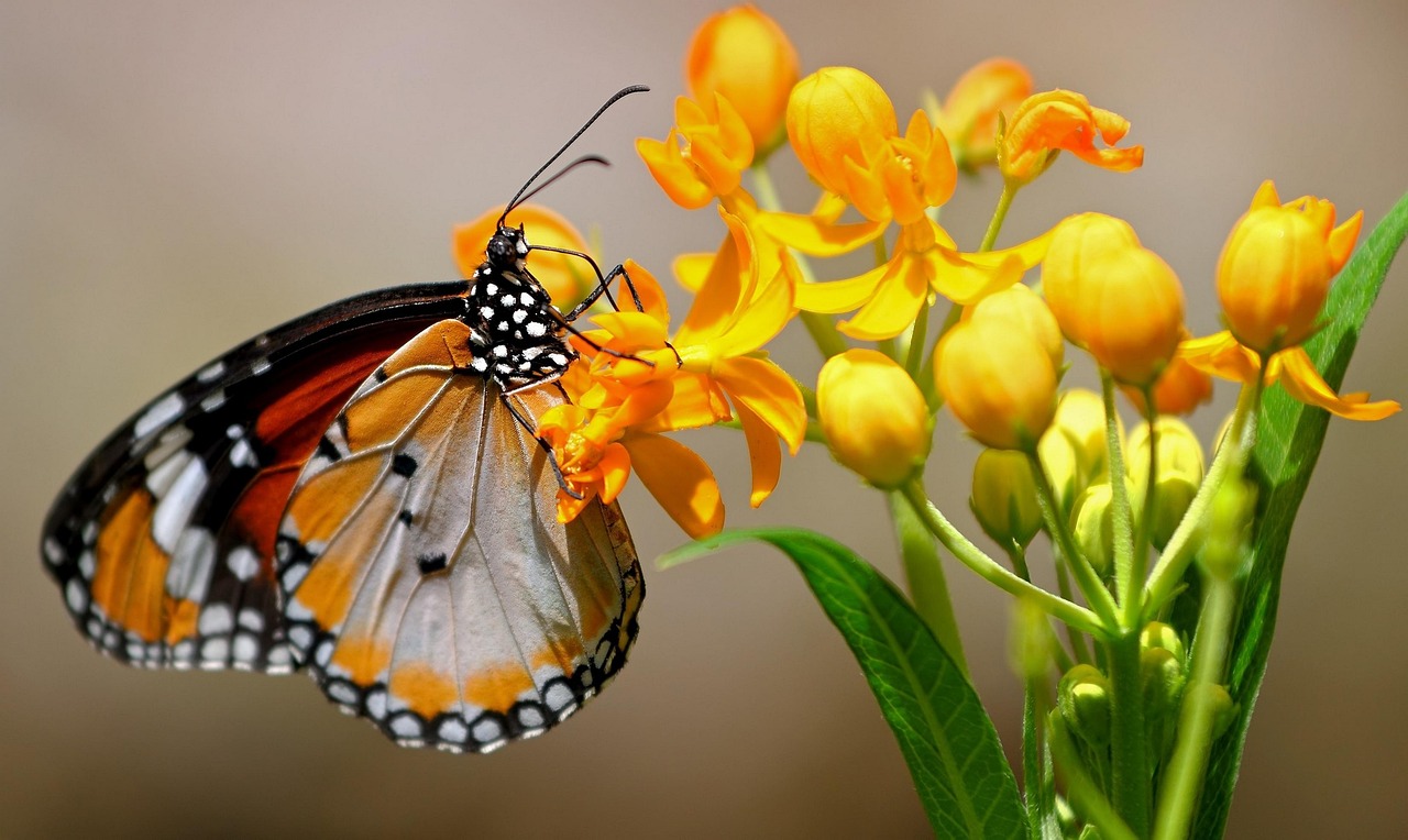 Mariposa Flores Primavera - Foto gratis en Pixabay