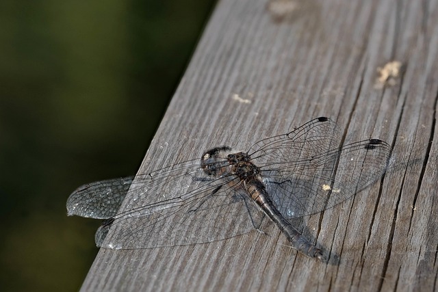 Dragonfly Black Darter Sympetrum - Free photo on Pixabay - Pixabay