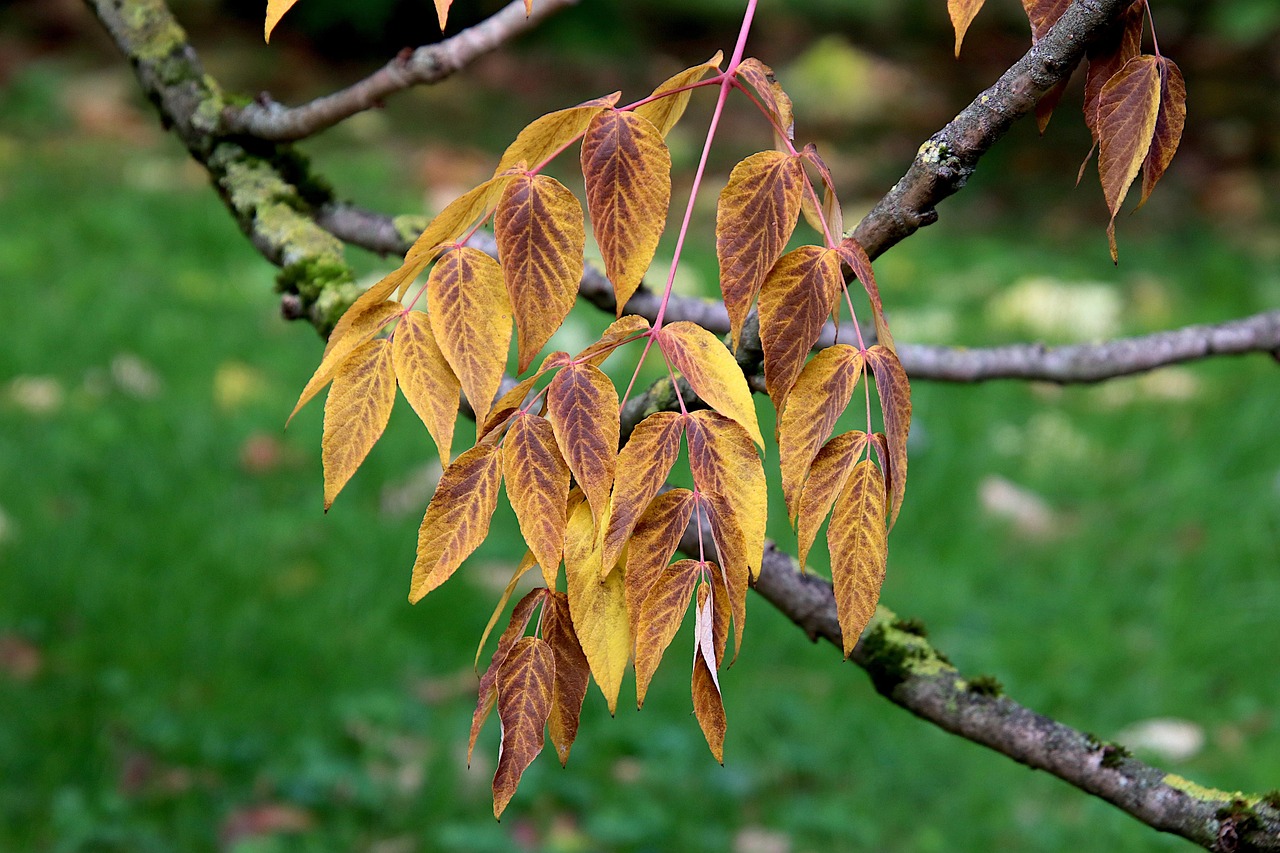 Autumn Leaves Sheets Trees - Free photo on Pixabay - Pixabay