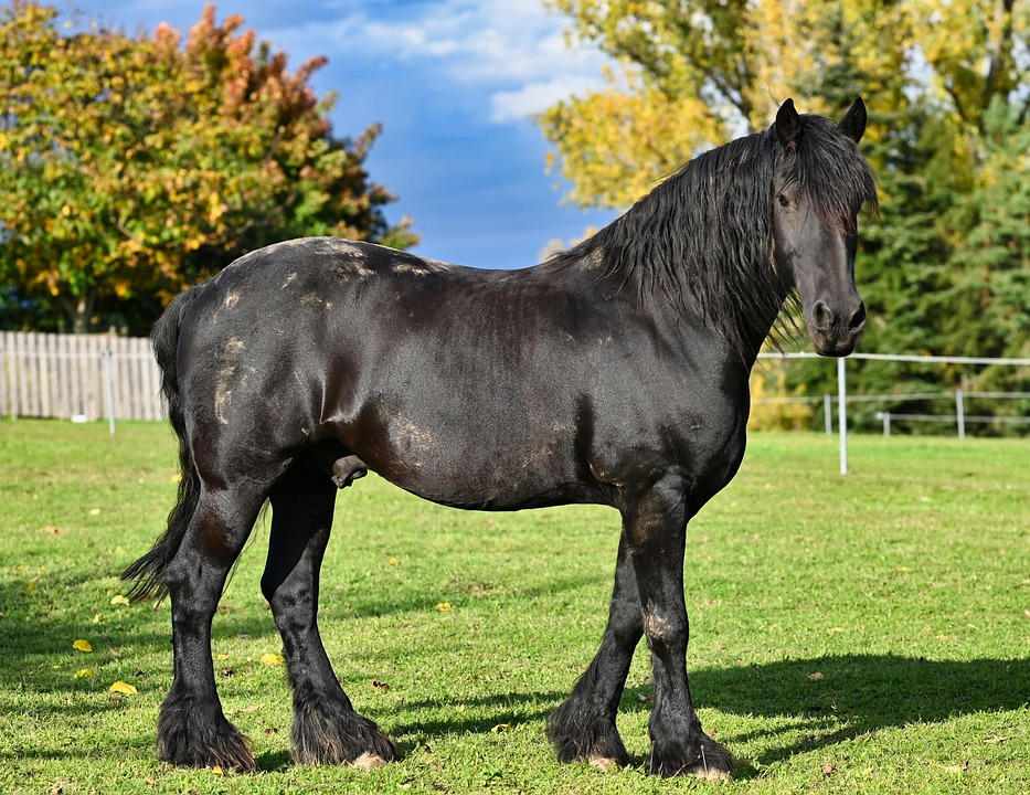 Caballo Semental Animal - Foto gratis en Pixabay