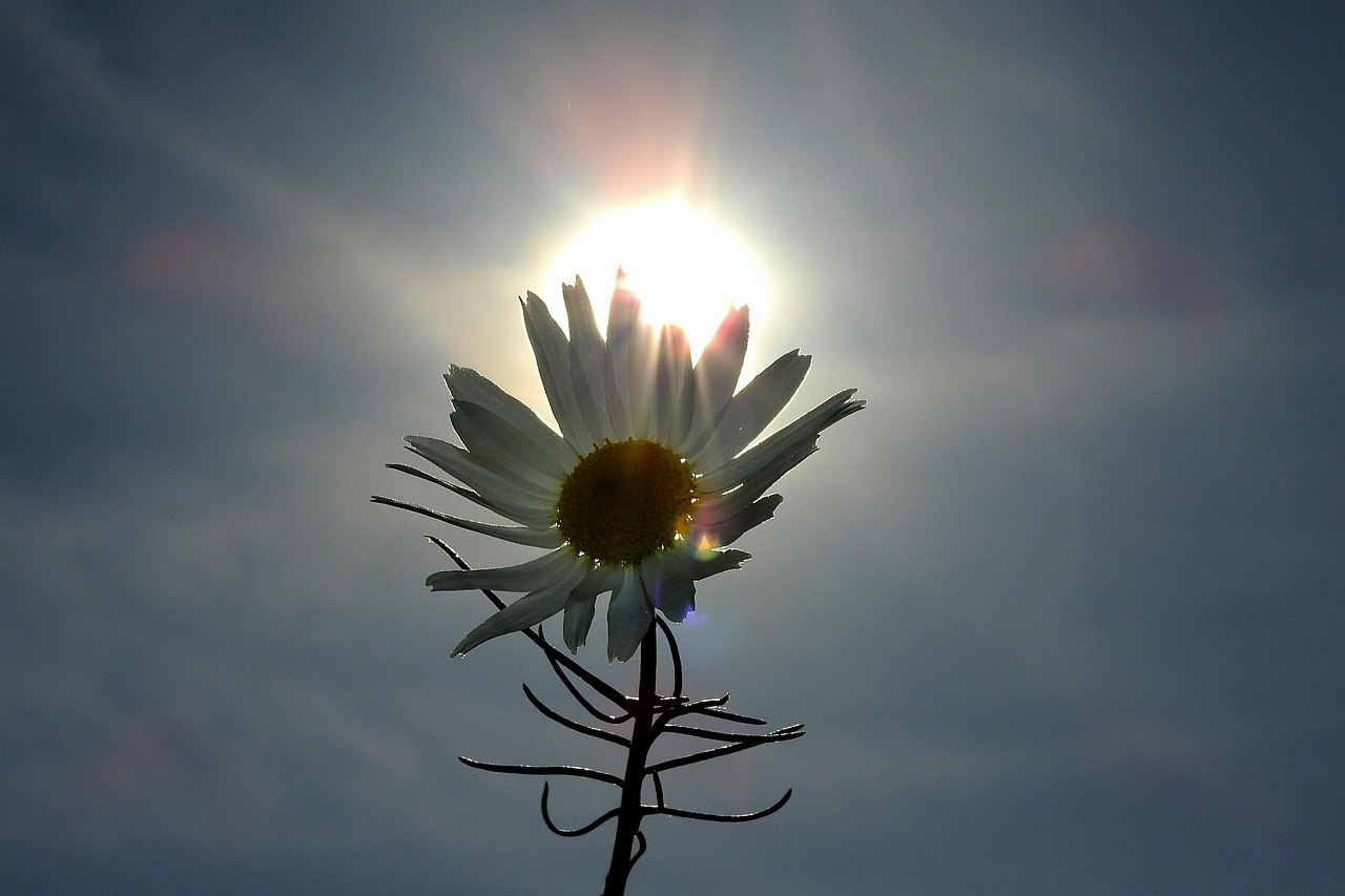 Flower The Sun Clear - Free photo on Pixabay