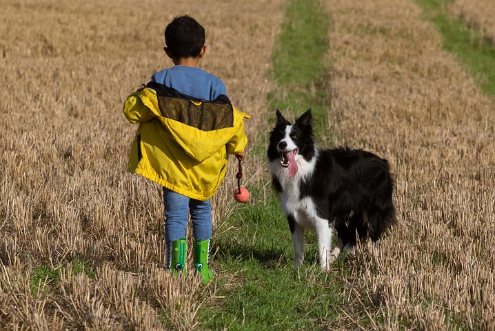 30+ Free Dog In Field & Dog Images - Pixabay