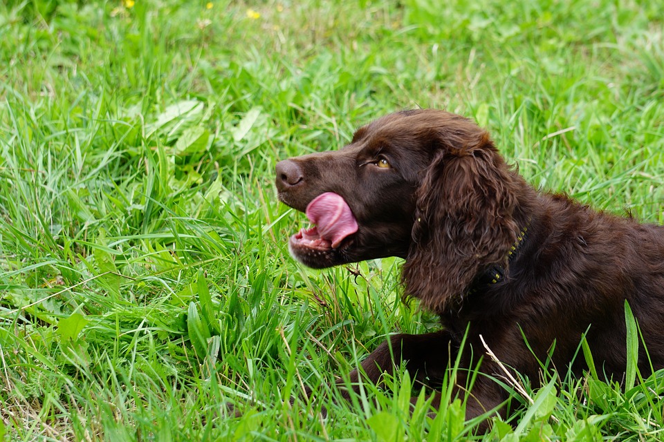German Quail Dog Rogue Hunting - Free photo on Pixabay - Pixabay