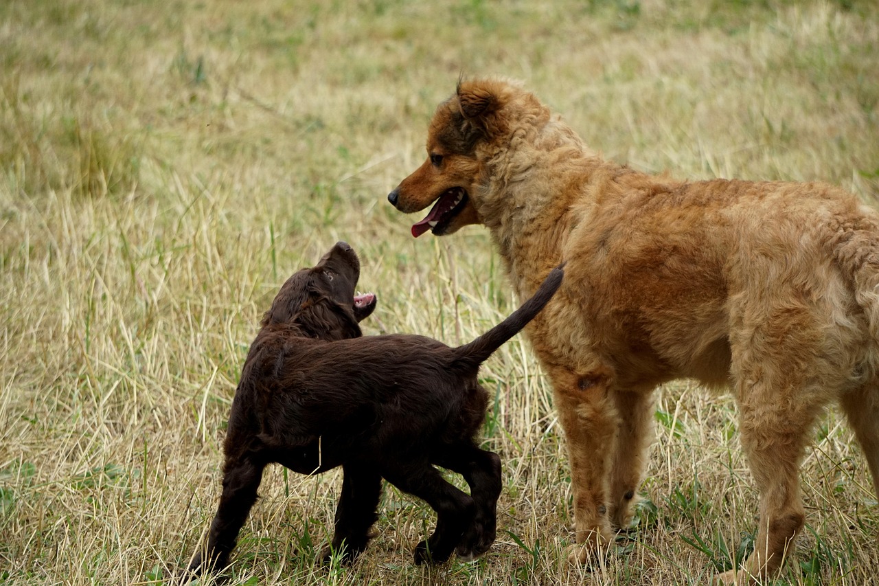 Guard Dog West Woods Kuhhund Dogs - Free photo on Pixabay
