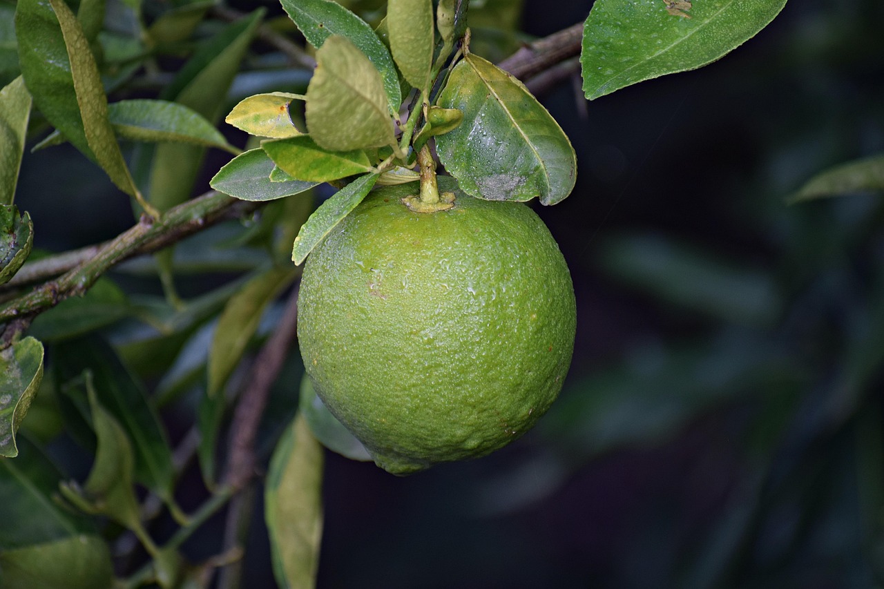 Agrios Comida Planta - Foto gratis en Pixabay - Pixabay